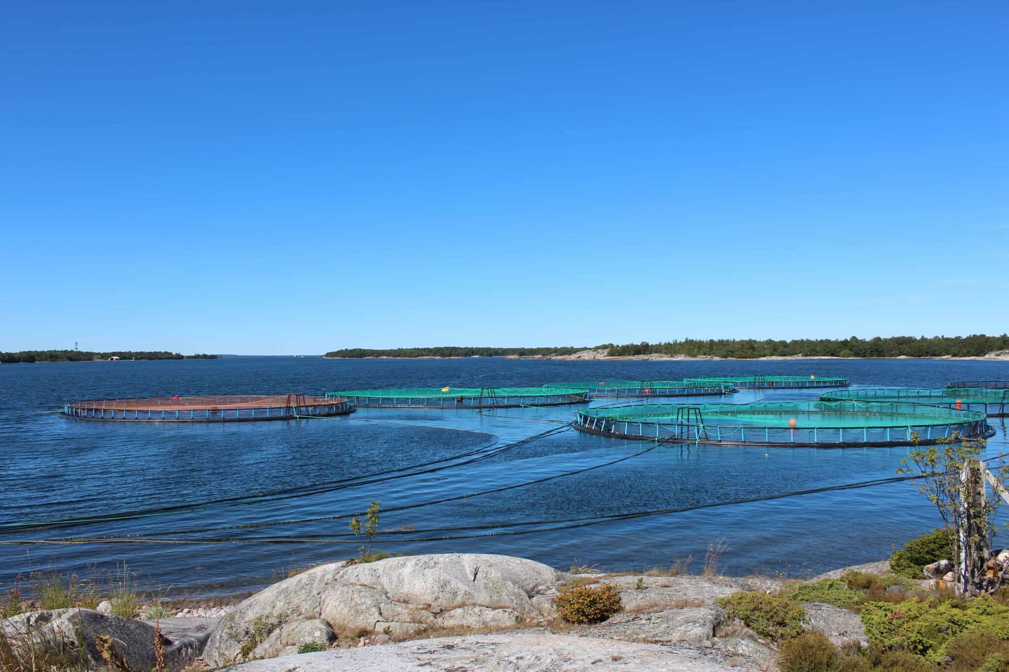 The family behind the Kalaneuvos brand to acquire a swedish fish ...